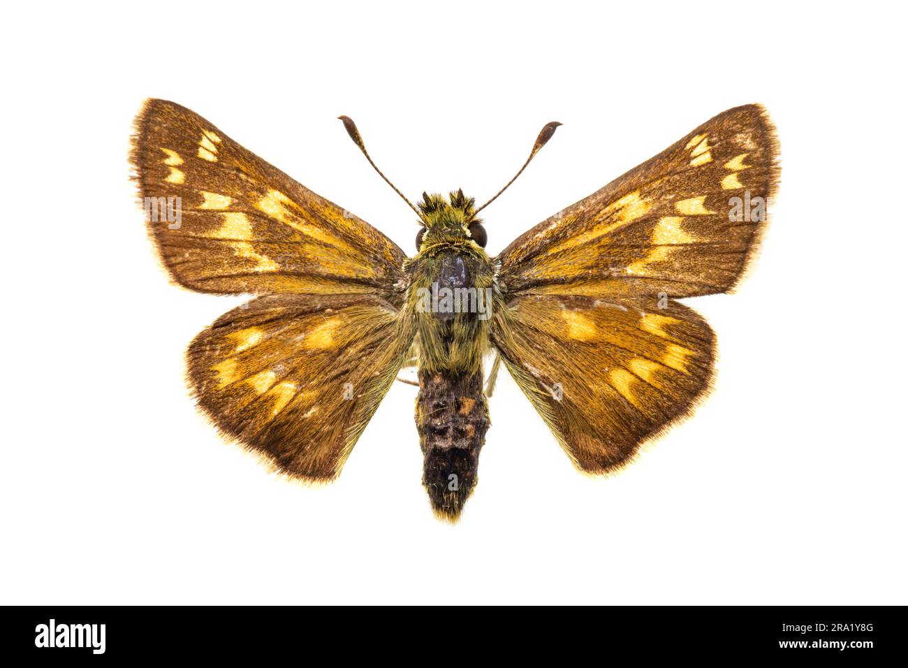 Silver-spotted skipper, Common branded skipper, Holarctic grass skipper ...