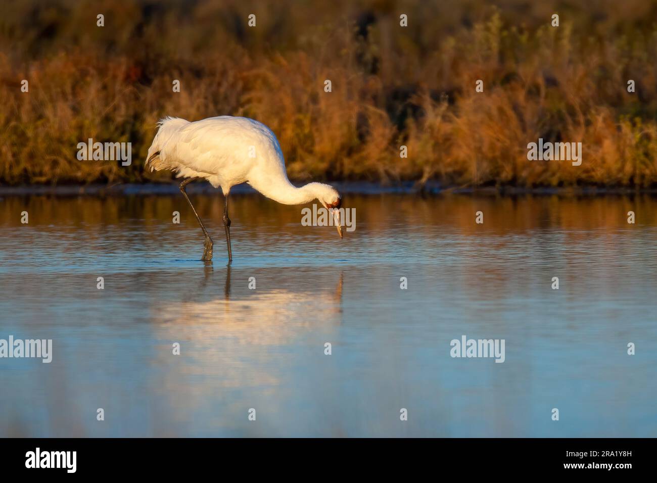 whooping crane (Grus americana), adult during winter in marshland in ...
