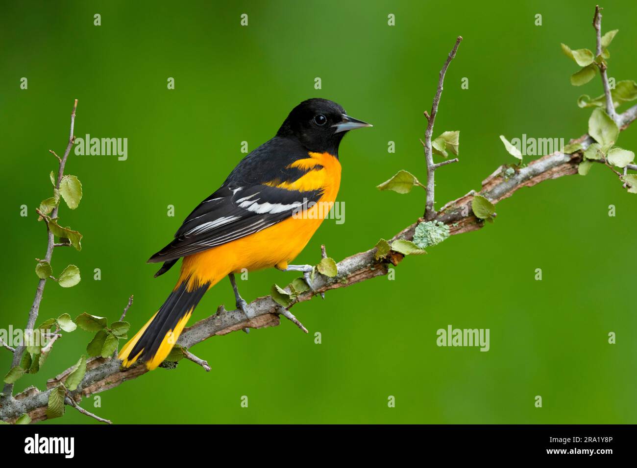 Northern baltimore oriole hi-res stock photography and images - Alamy