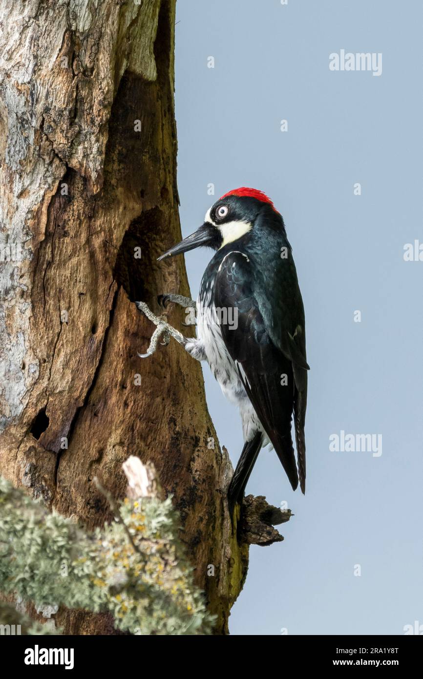 Acorn woodpecker (Melanerpes formicivorus), adult male at the nesting ...
