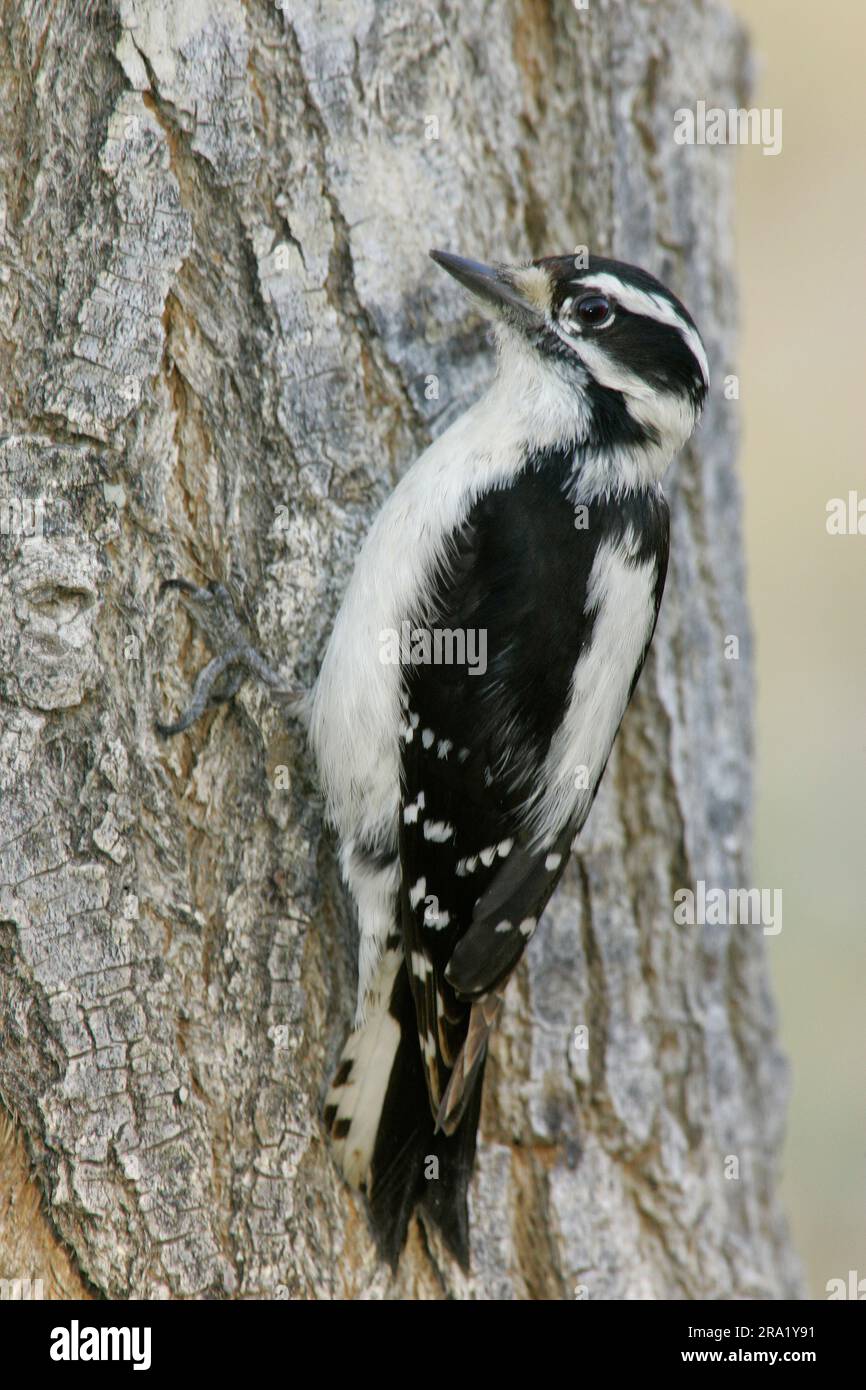 Downy Woodpecker (Dryobates pubescens, Picoides pubescens), female ...