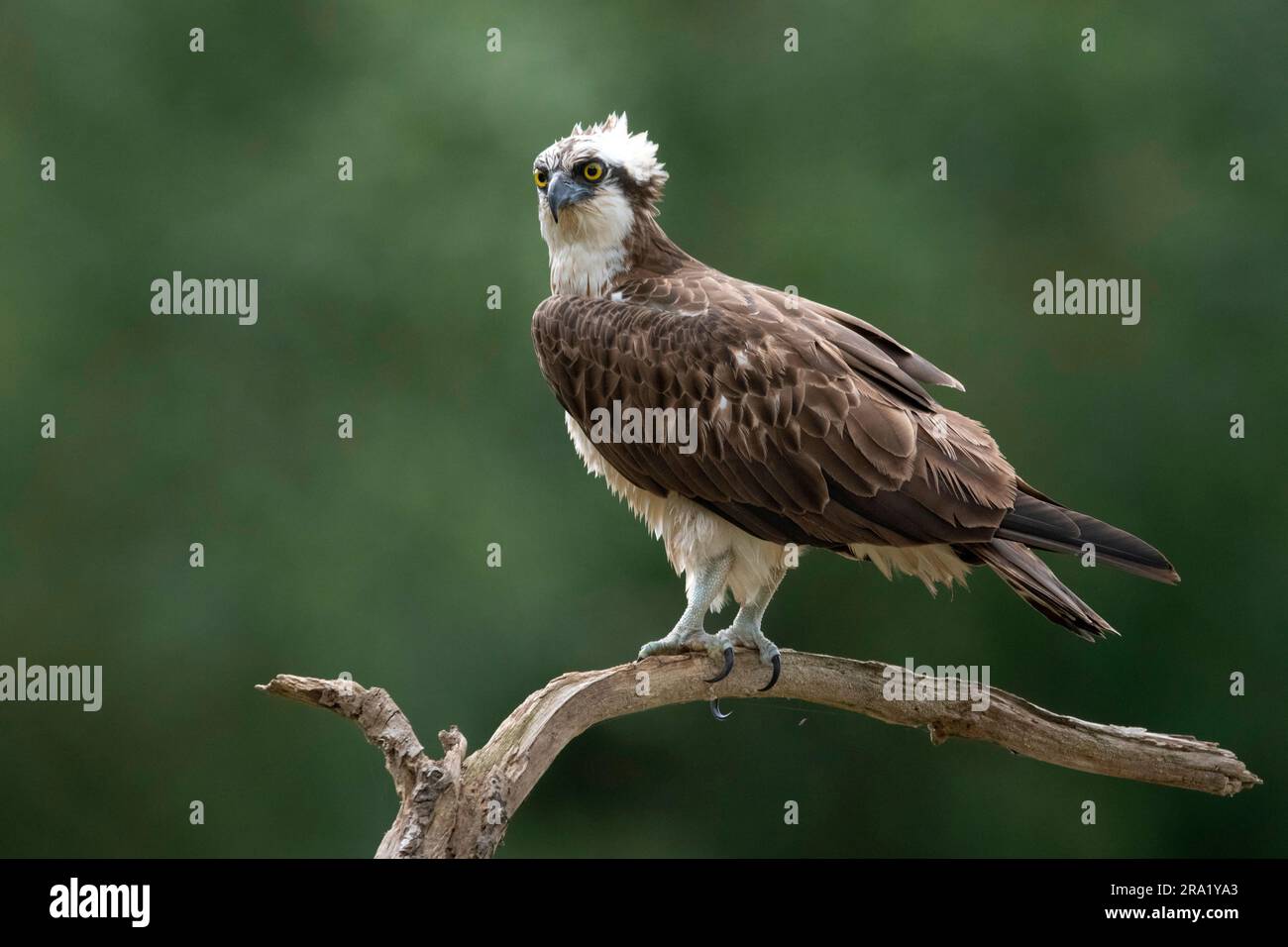 osprey, fish hawk (Pandion haliaetus), perching on a dead branch, side ...