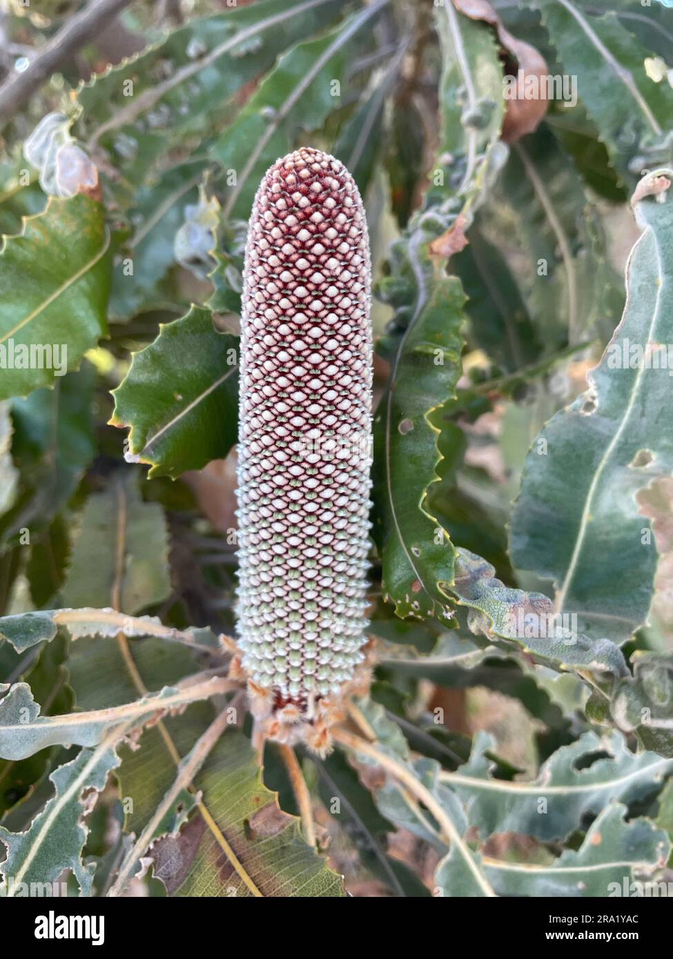 A vibrant Banksia flower basking in the bright sunlight outdoors Stock ...