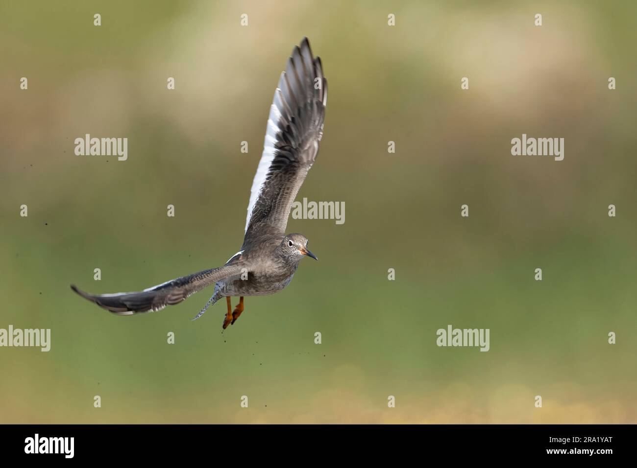common redshank (Tringa totanus), in flight, Netherlands Stock Photo ...