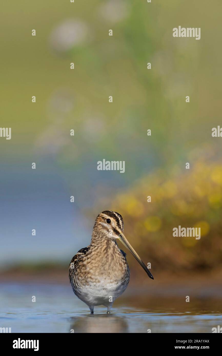 common snipe (Gallinago gallinago), standing in shallow water, front ...