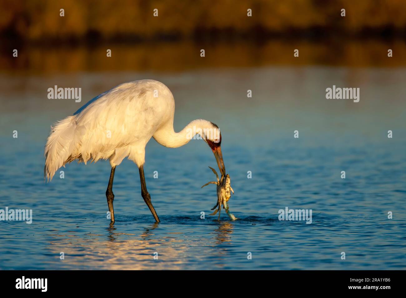 whooping crane (Grus americana), adult during winter in marshland, with ...