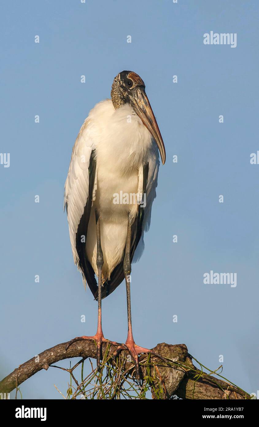 American wood ibis, Wood Stork (Mycteria americana), adult standing ...