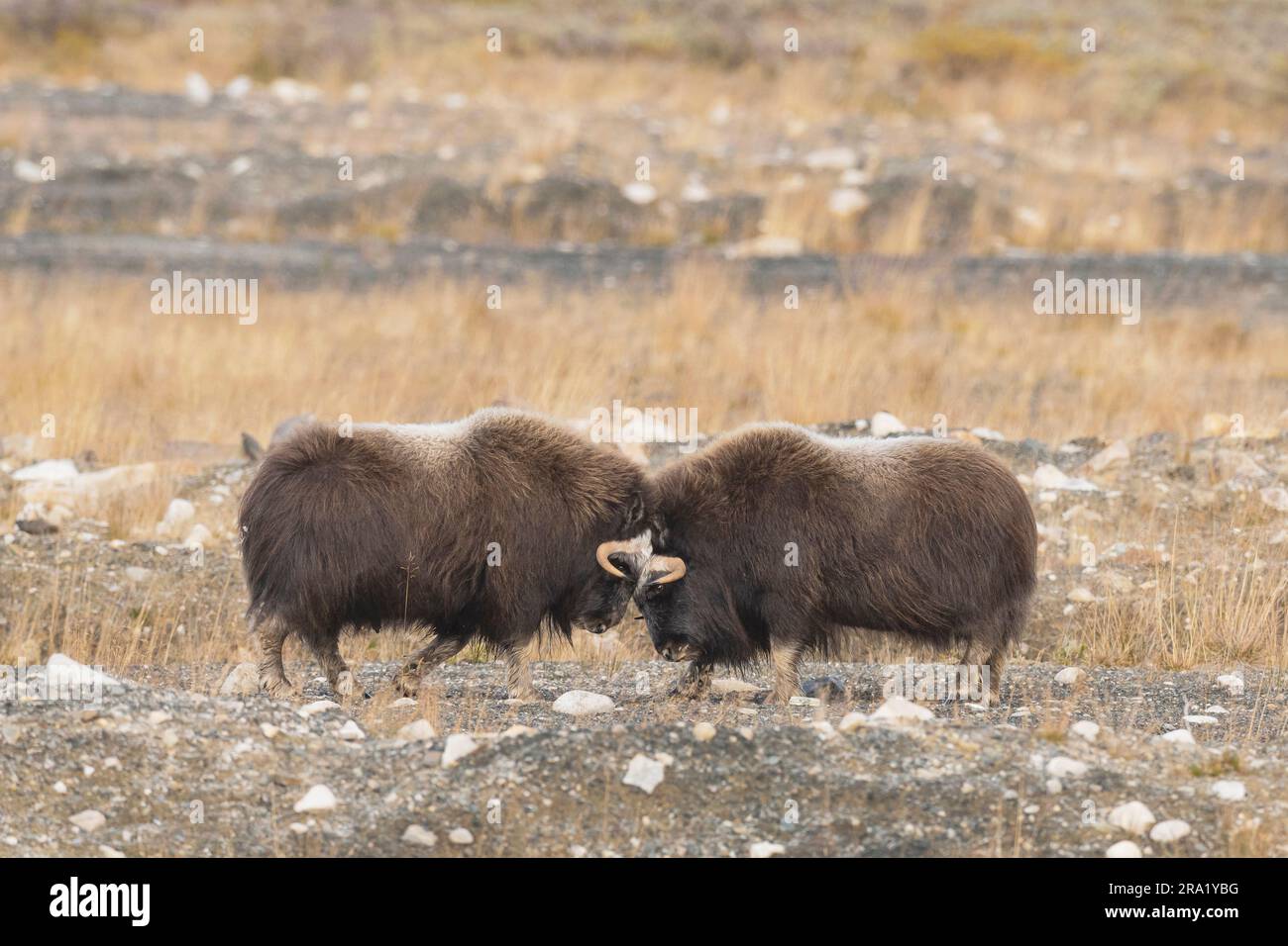Muskox (Ovibos moschatus), two fighting musk oxen in the tundra, Norway ...