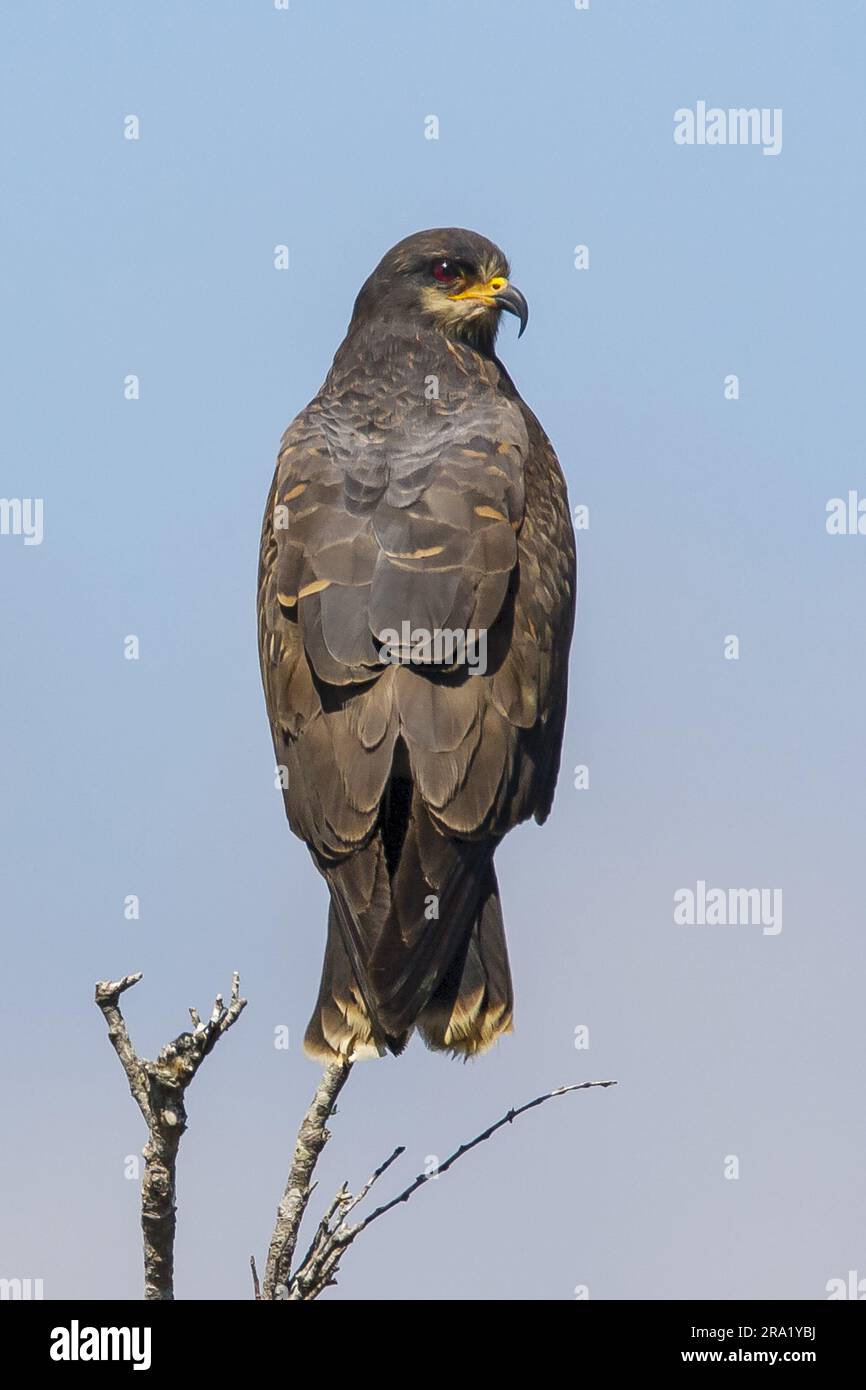 everglade kite (Rostrhamus sociabilis plumbeus), male sitting on a tree ...