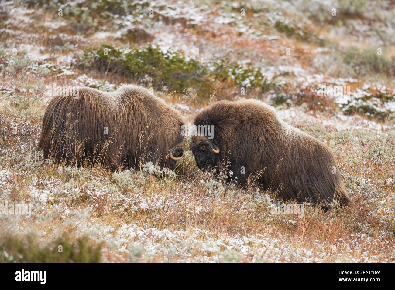 Muskox (Ovibos moschatus), two musk oxen in the tundra, Norway ...