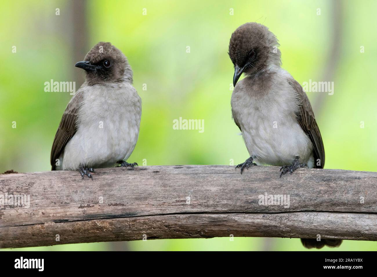 Two bulbuls hi-res stock photography and images - Alamy