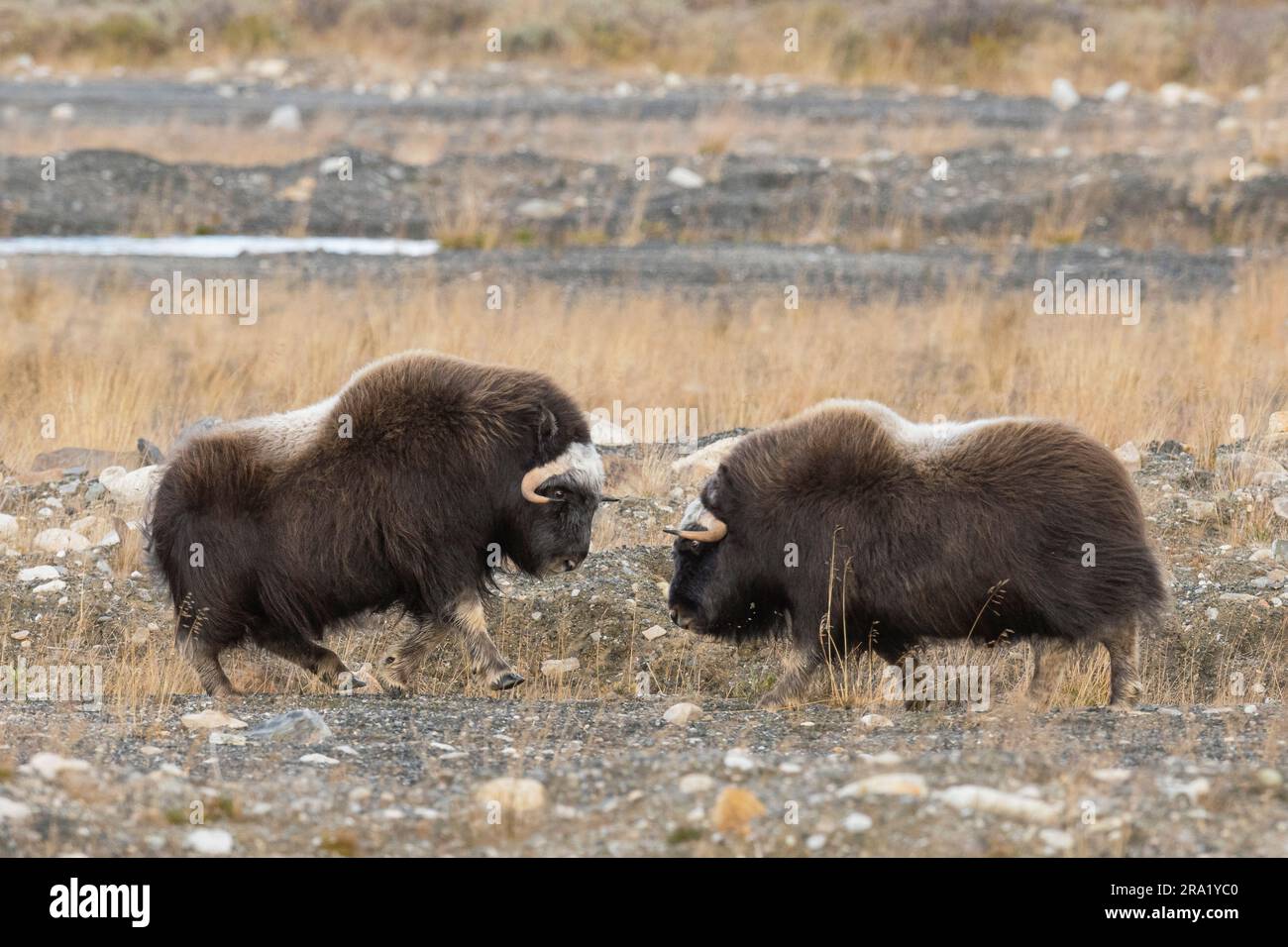 Muskox (Ovibos moschatus), two fighting musk oxen in the tundra, Norway ...
