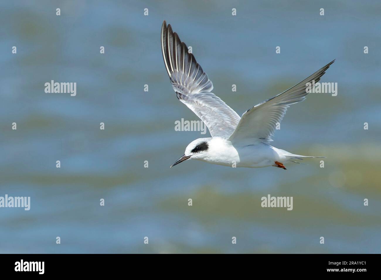 forster's tern (Sterna forsteri), flying above the sea, USA, Texas ...