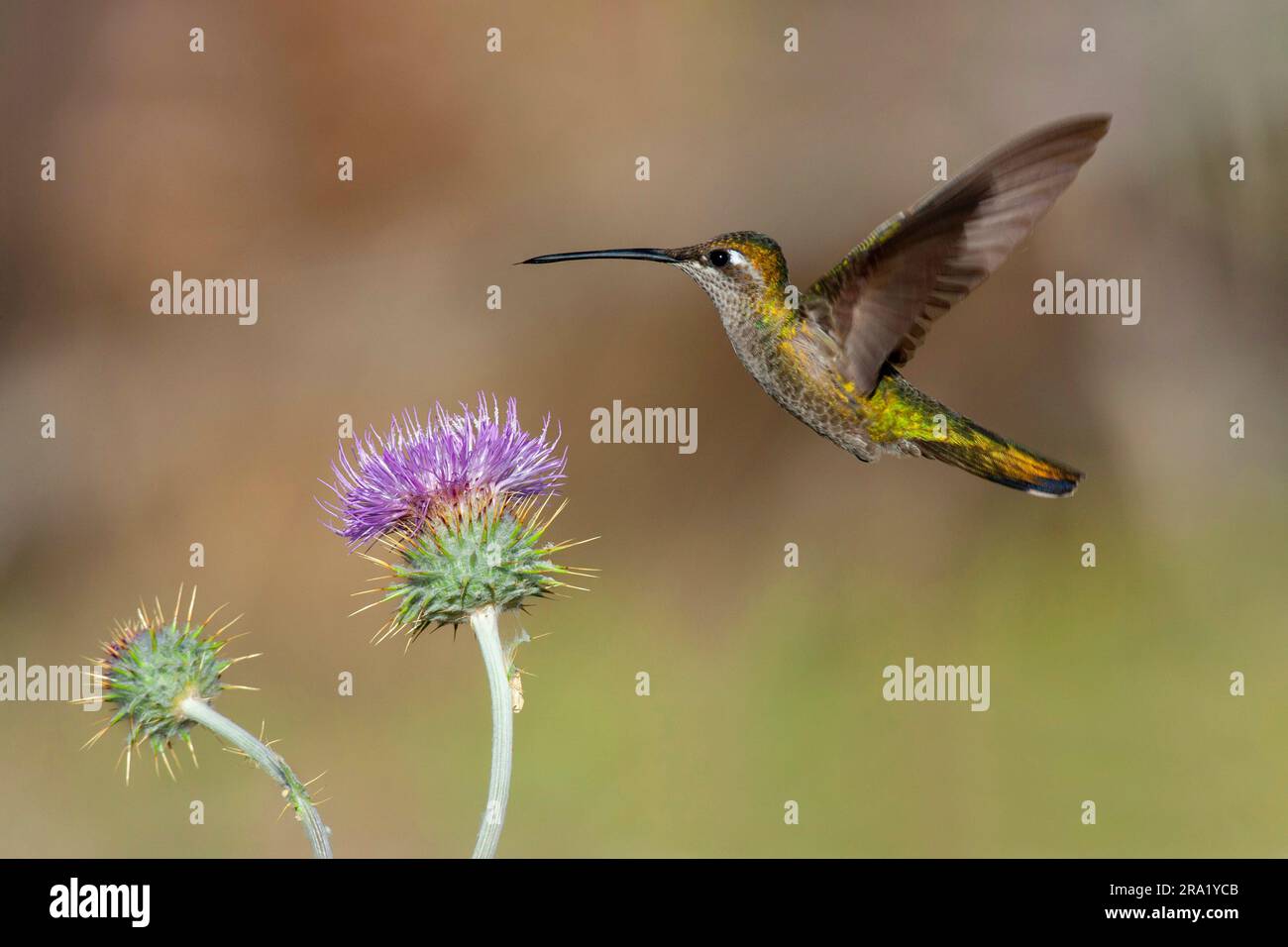 rivoli's hummingbird (Eugenes fulgens), adult female in flight, USA ...