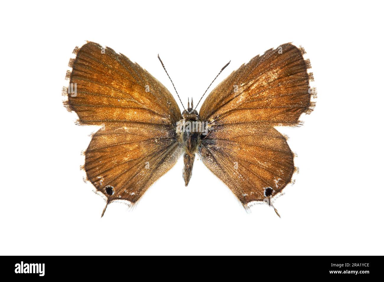 Geranium bronze (Cacyreus marshalli), male, upperside, cut out Stock ...