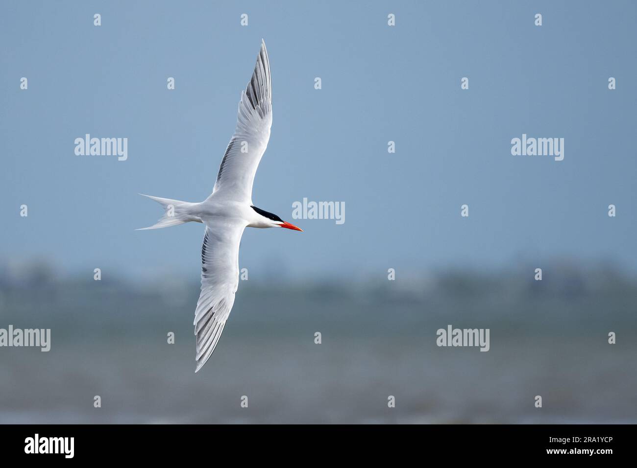 royal tern (Thalasseus maximus, Sterna maxima), in flight, USA, Texas ...