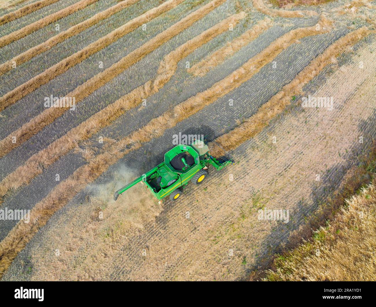 Aerial view of a farm header working in a field of dry canola rows at ...