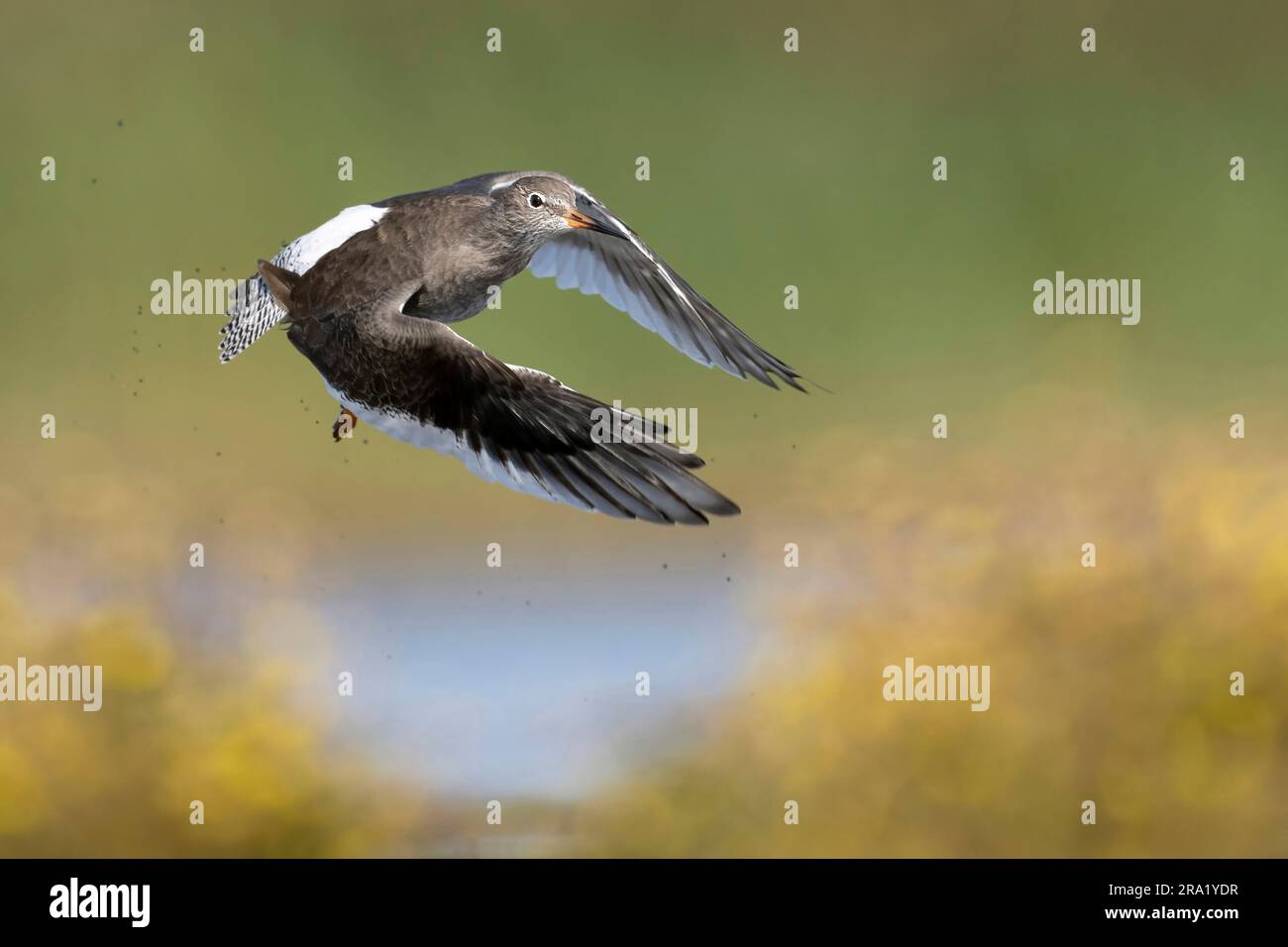 common redshank (Tringa totanus), in flight, side view, Netherlands ...