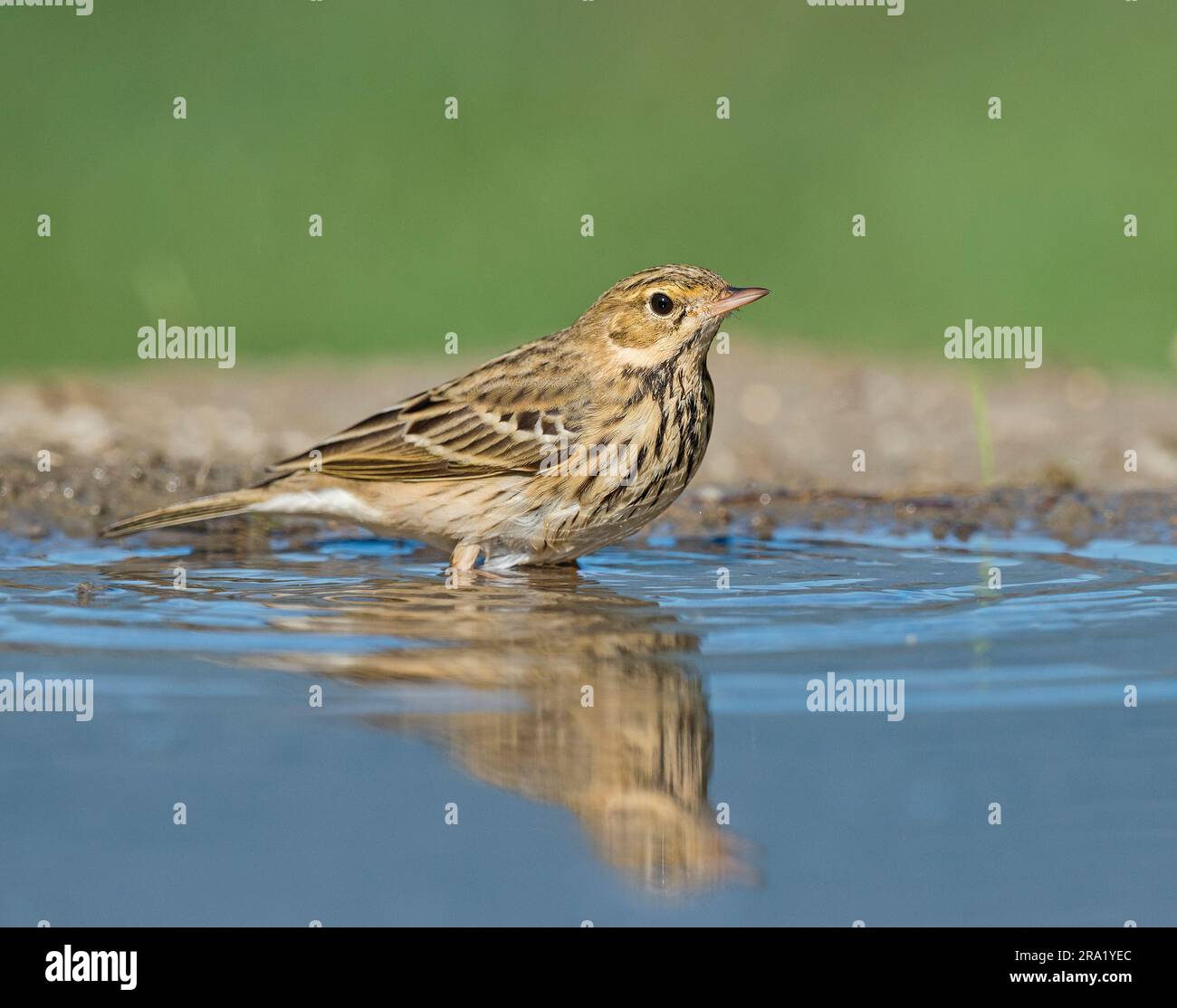 Tree pitpits hi-res stock photography and images - Alamy