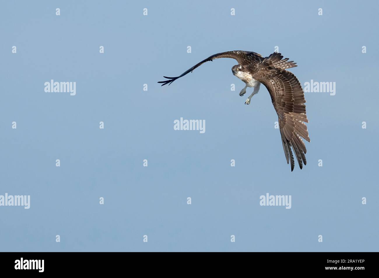 osprey, fish hawk (Pandion haliaetus), Immature in flight, Netherlands ...