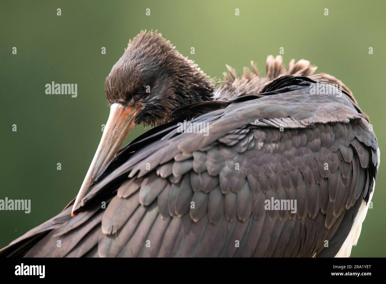 Stork bird birds netherlands holland hi-res stock photography and ...