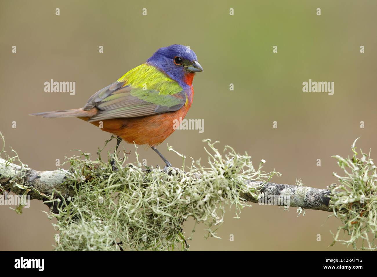 painted bunting (Passerina ciris), adult male perched on a branch, USA ...