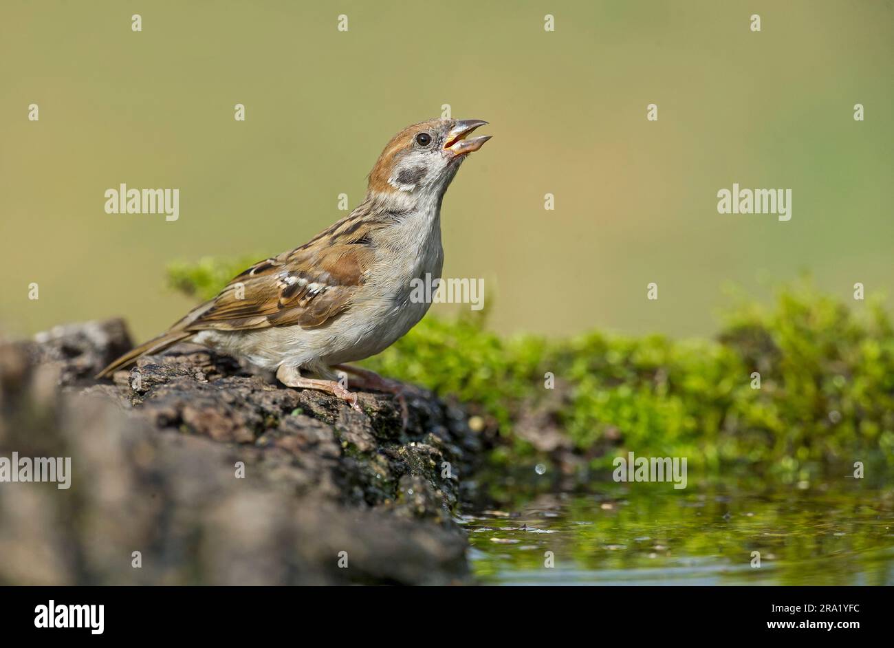 Juvenile tree sparrow hi-res stock photography and images - Alamy