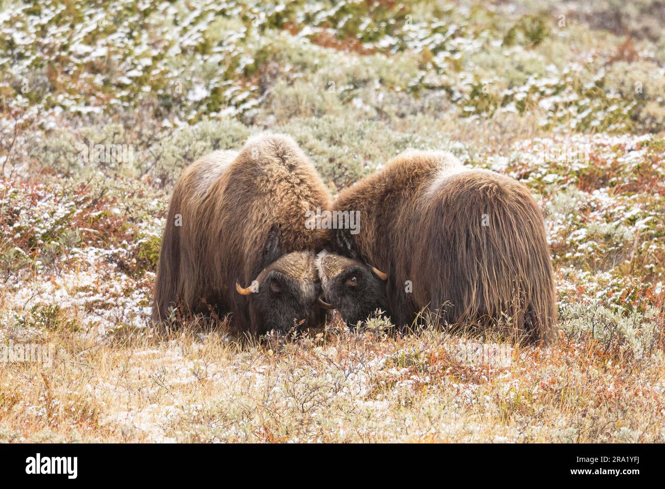 Muskox (Ovibos moschatus), two musk oxen in the tundra, Norway ...