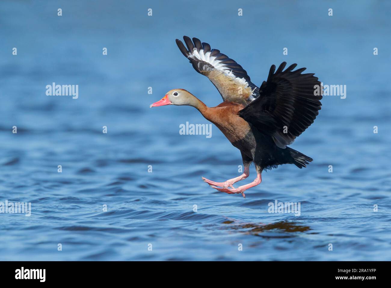 Red-billed whistling duck, Black-bellied whistling duck (Dendrocygna ...