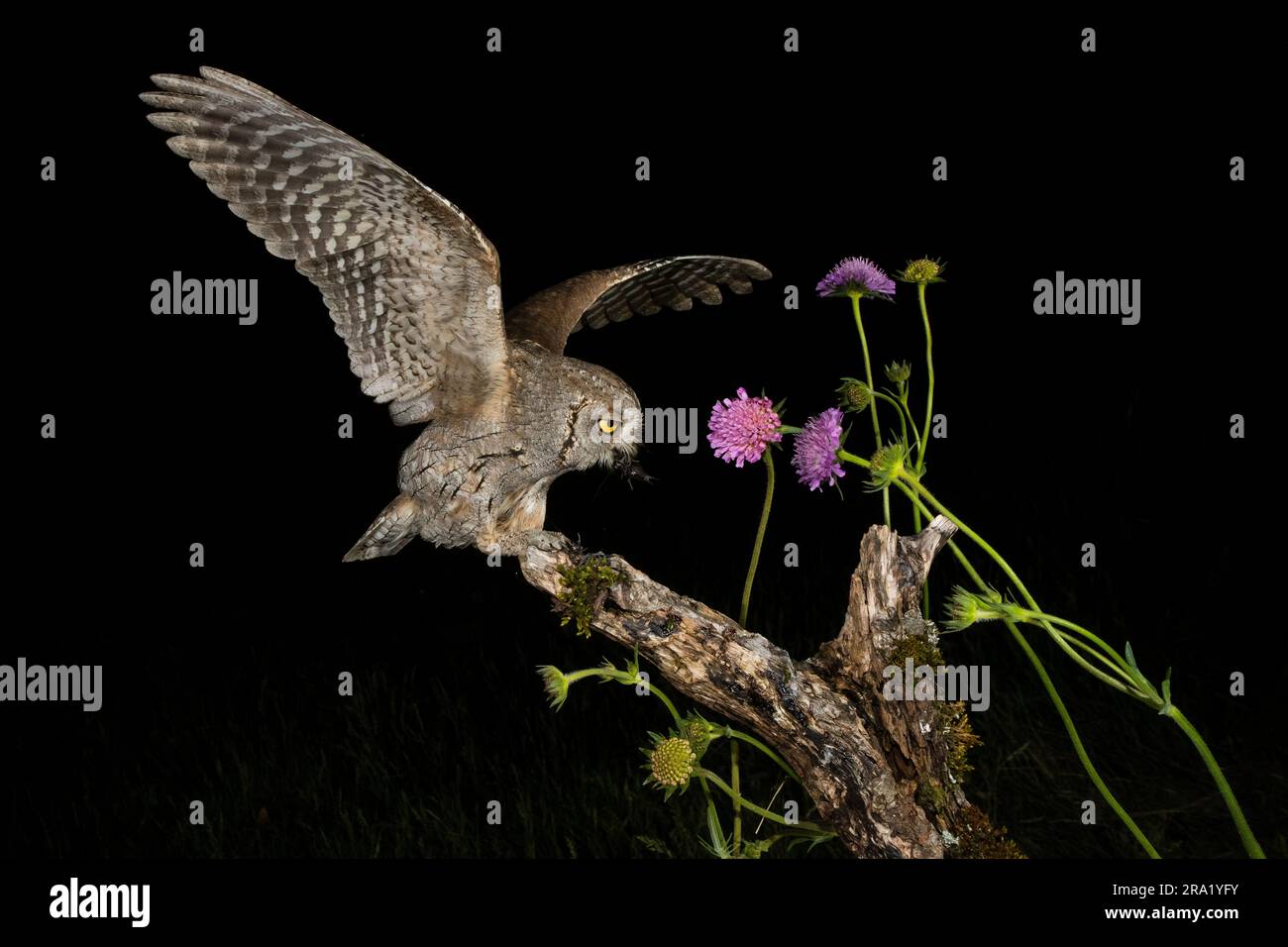 Eurasian scops owl (Otus scops, Otus scops scops), landing on a dead ...