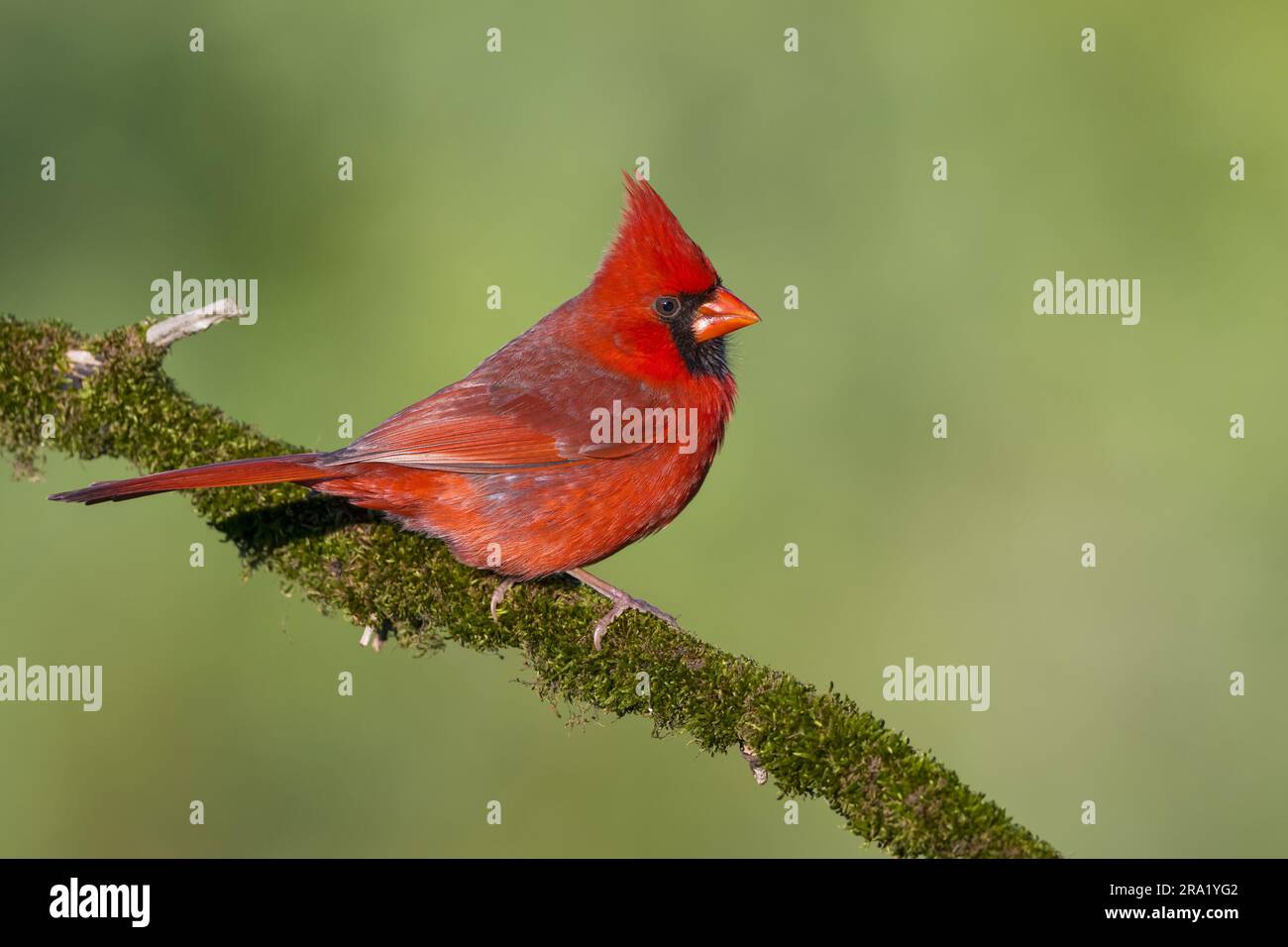 Common cardinal, Red cardinal (Cardinalis cardinalis), male perching on ...