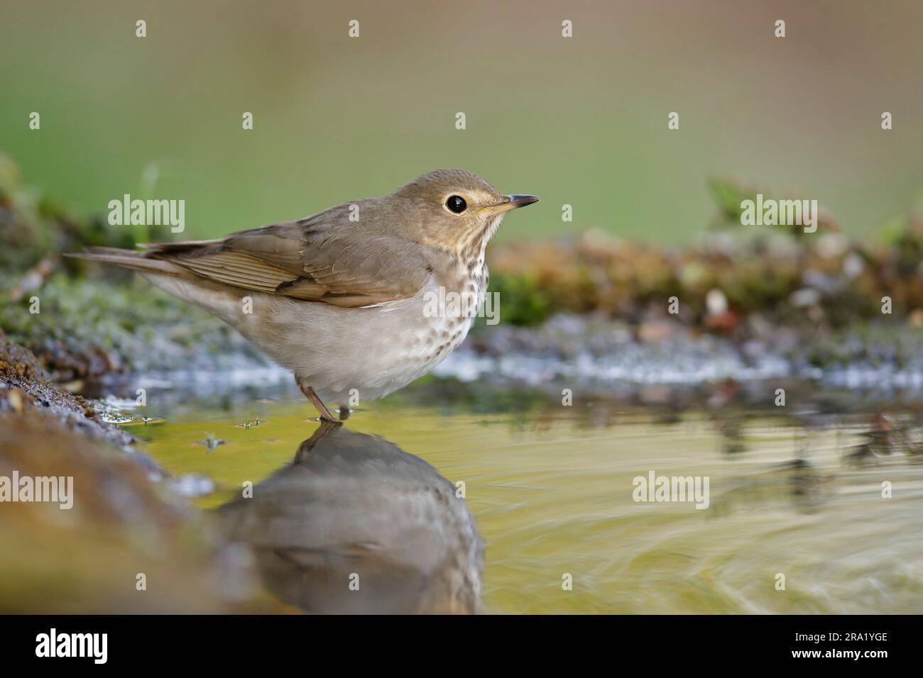 swainson's thrush (Catharus ustulatus), sitting in water, USA, Texas ...