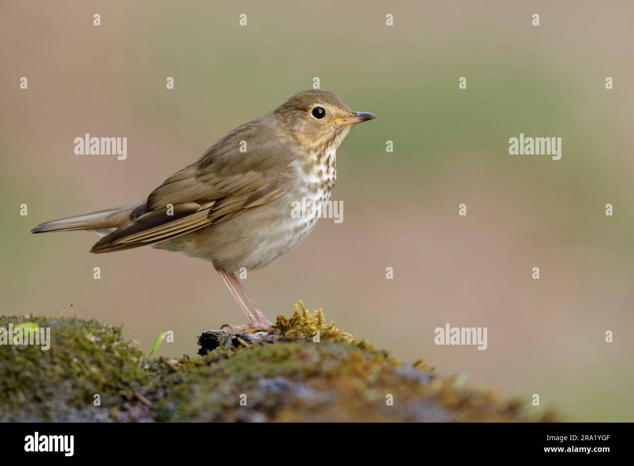 swainson's thrush (Catharus ustulatus), sitting on the ground, USA ...