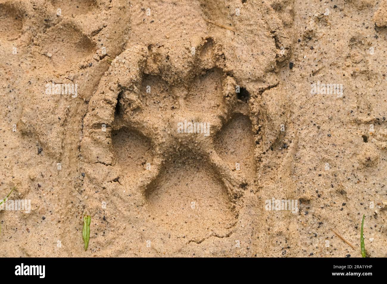 Wolf footprint hi-res stock photography and images - Alamy