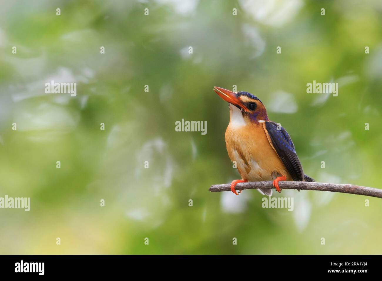 African Pygmy Kingfisher (Ispidina picta, Ceyx pictus), sitting on a ...