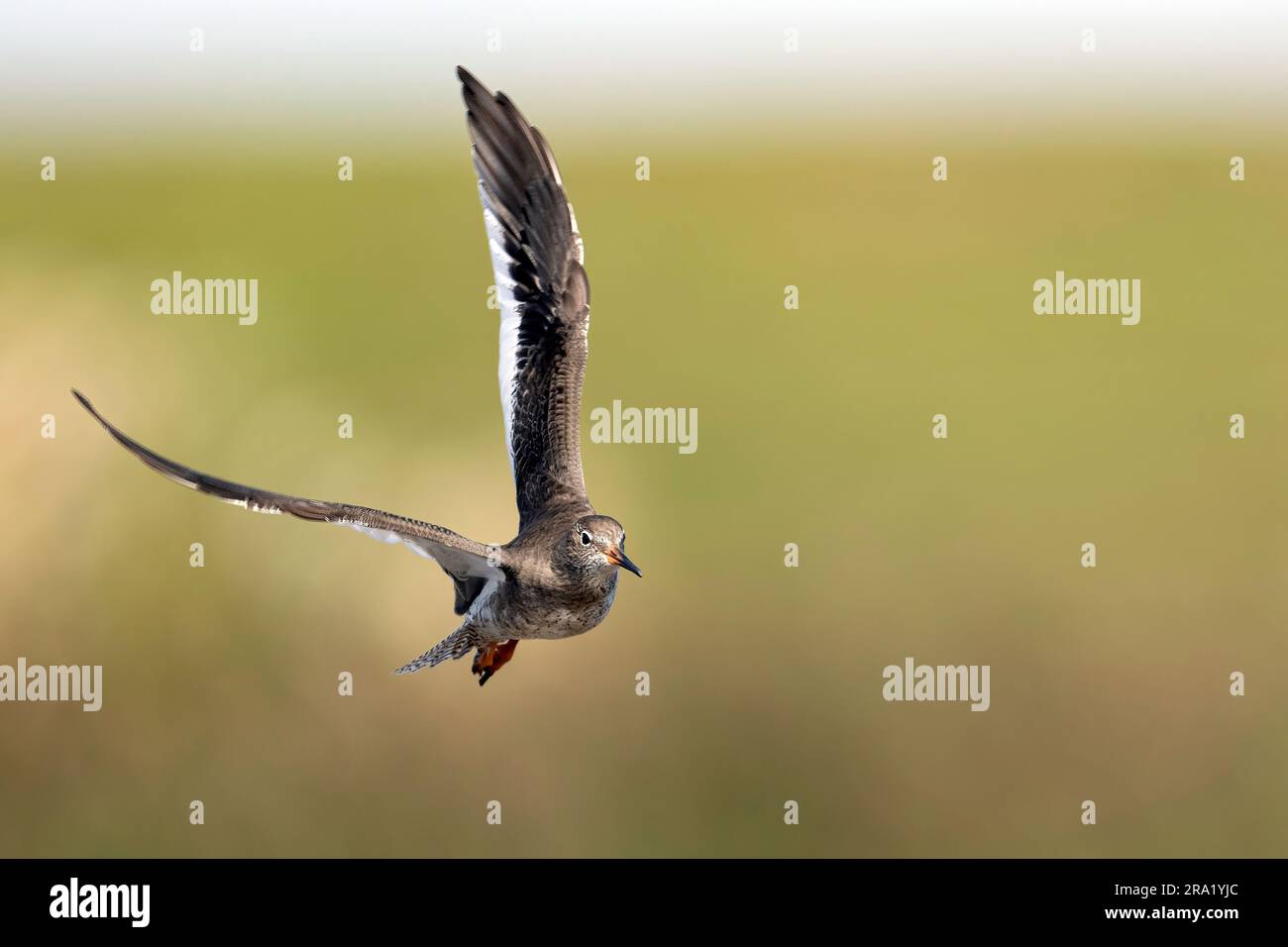 common redshank (Tringa totanus), in flight, Netherlands Stock Photo ...