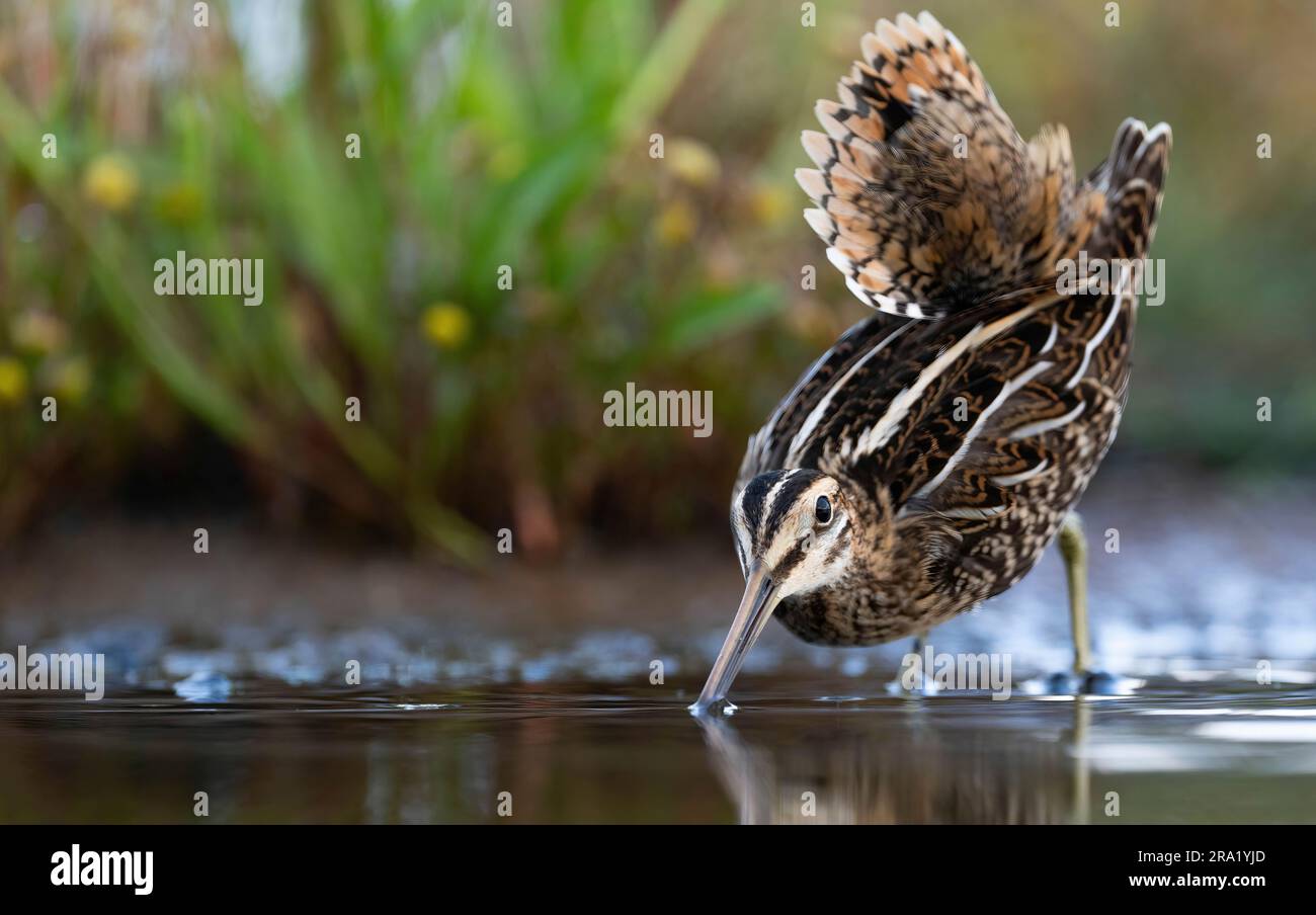 common snipe (Gallinago gallinago), foraging in shallow water, front ...