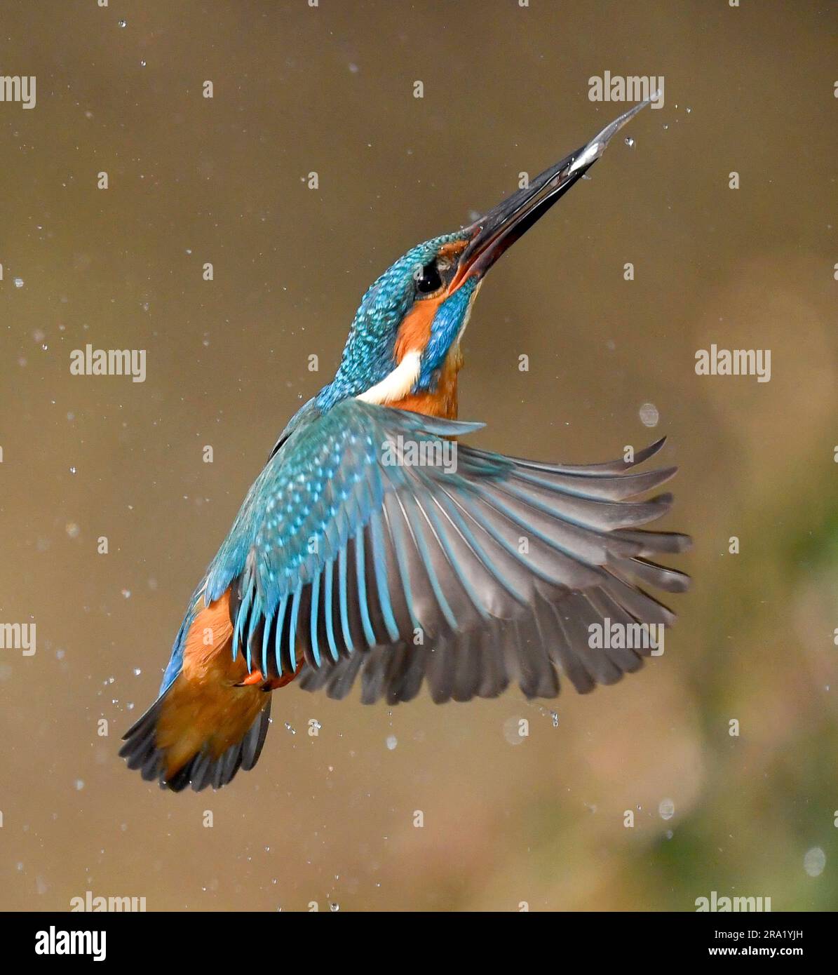 river kingfisher (Alcedo atthis), male taking off from the water with ...