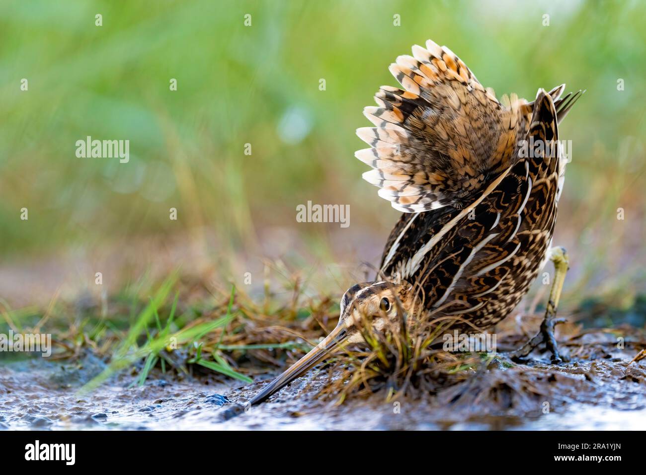 common snipe (Gallinago gallinago), foraging at the water's edge ...