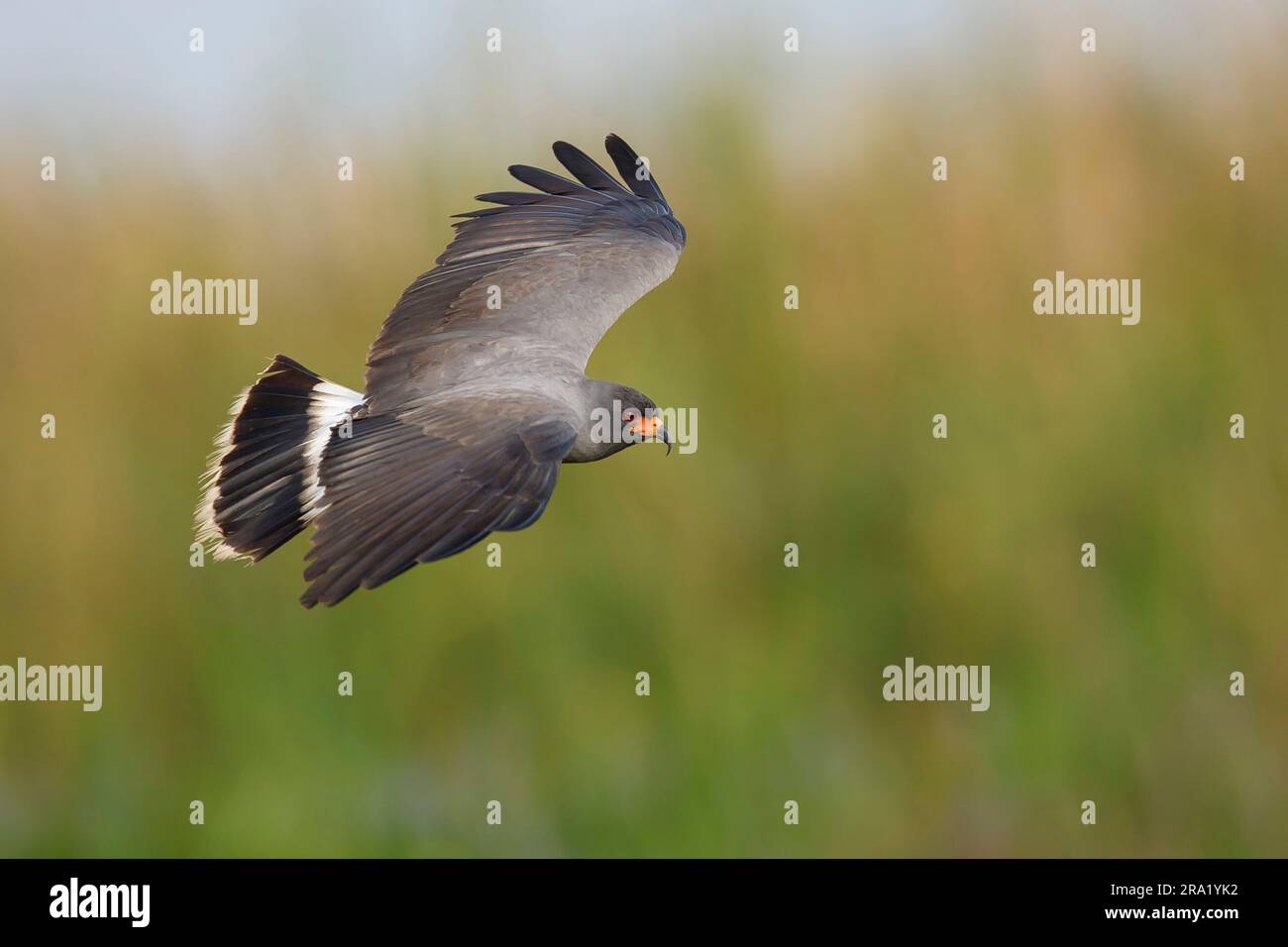 Everglade kite rostrhamus sociabilis hi-res stock photography and ...