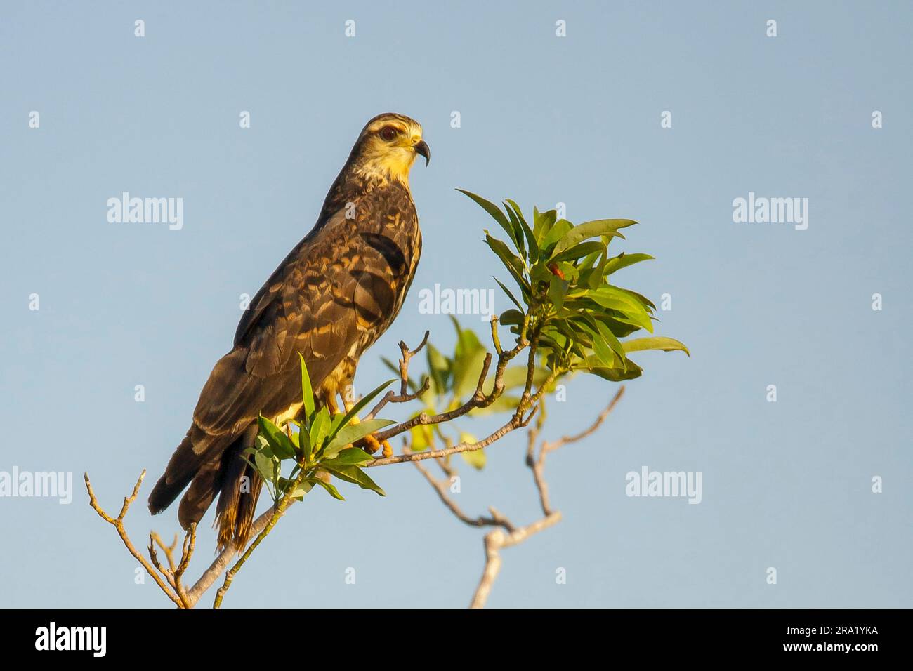 Everglade kites hi-res stock photography and images - Alamy