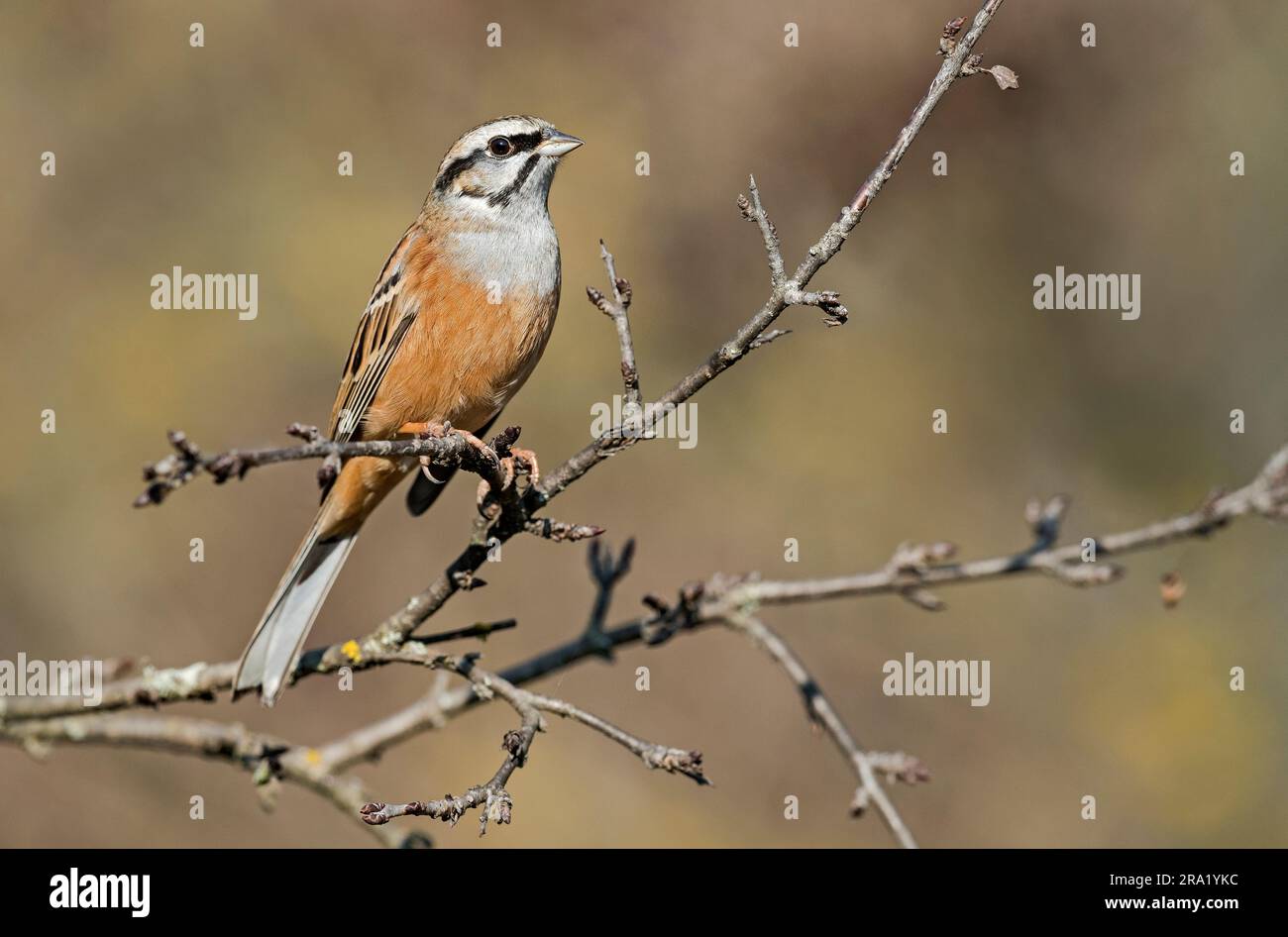 rock bunting (Emberiza cia), adult male sitting on a twig, Italy Stock ...