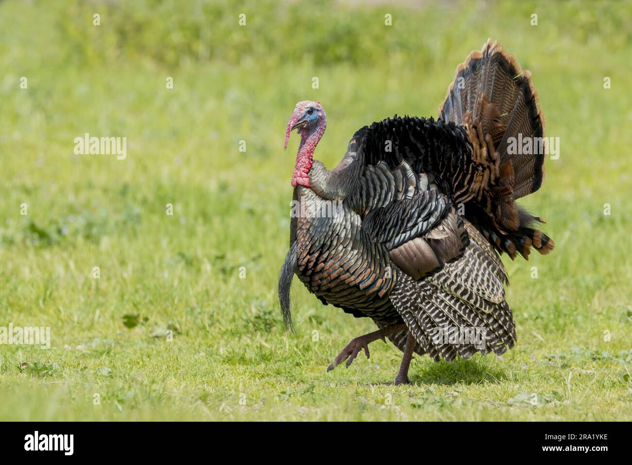 Wild turkey (Meleagris gallopavo), adult male walking on the ground ...