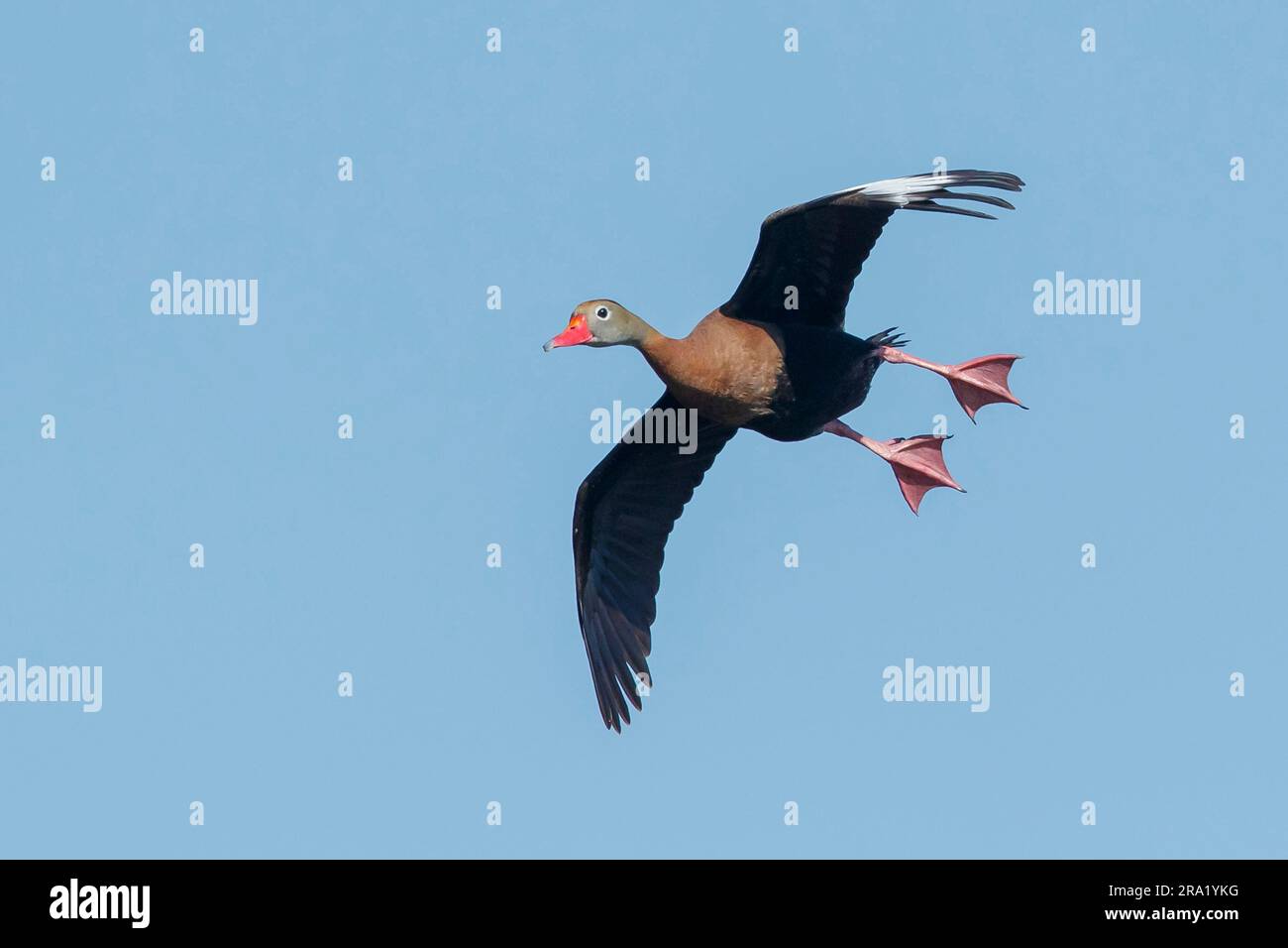 Red-billed whistling duck, Black-bellied whistling duck (Dendrocygna ...