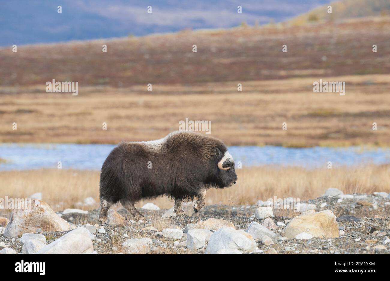 Muskox (Ovibos moschatus), walking in the autumn tundra, side view ...