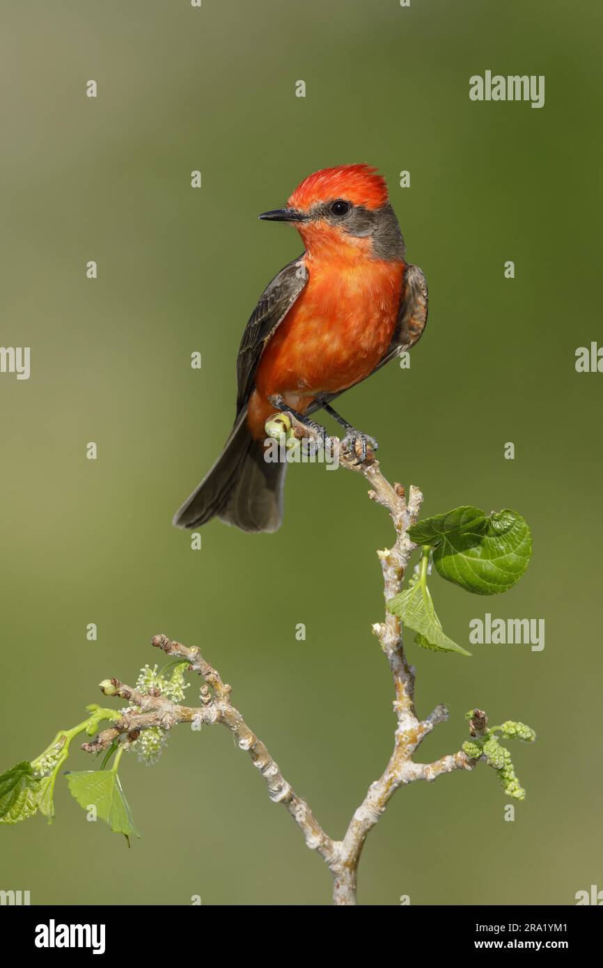 vermilion flycatcher (Pyrocephalus rubinus obscurus, Pyrocephalus ...