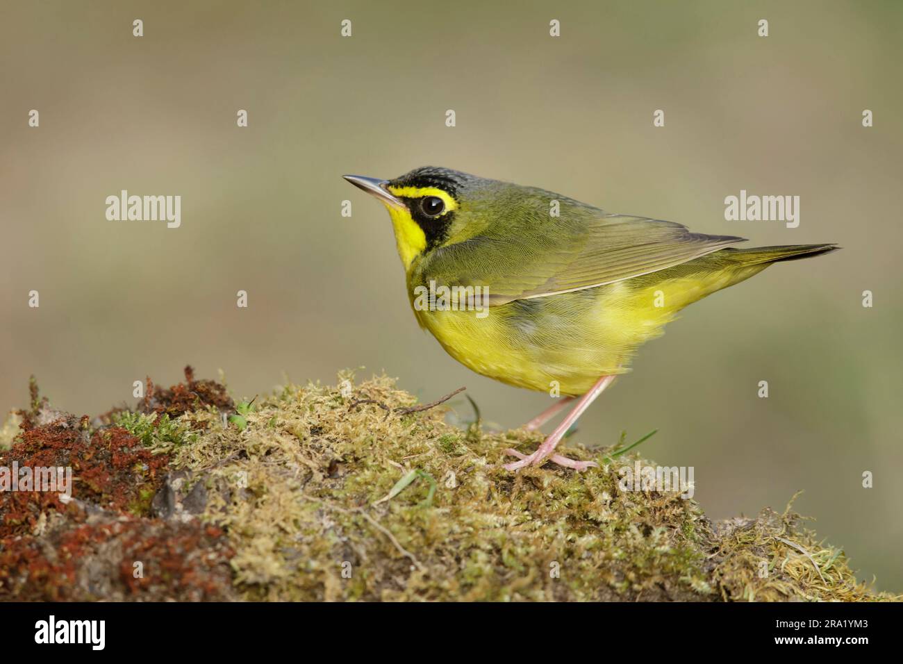 kentucky warbler (Geothlypis formosa), adult male, side view, USA ...