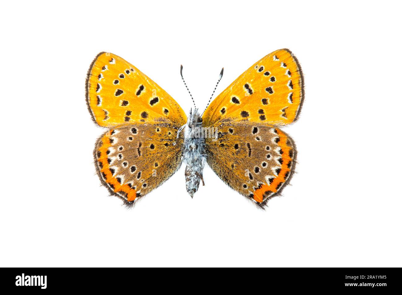 Violet Copper (Lycaena helle), female, underside, cut out Stock Photo ...
