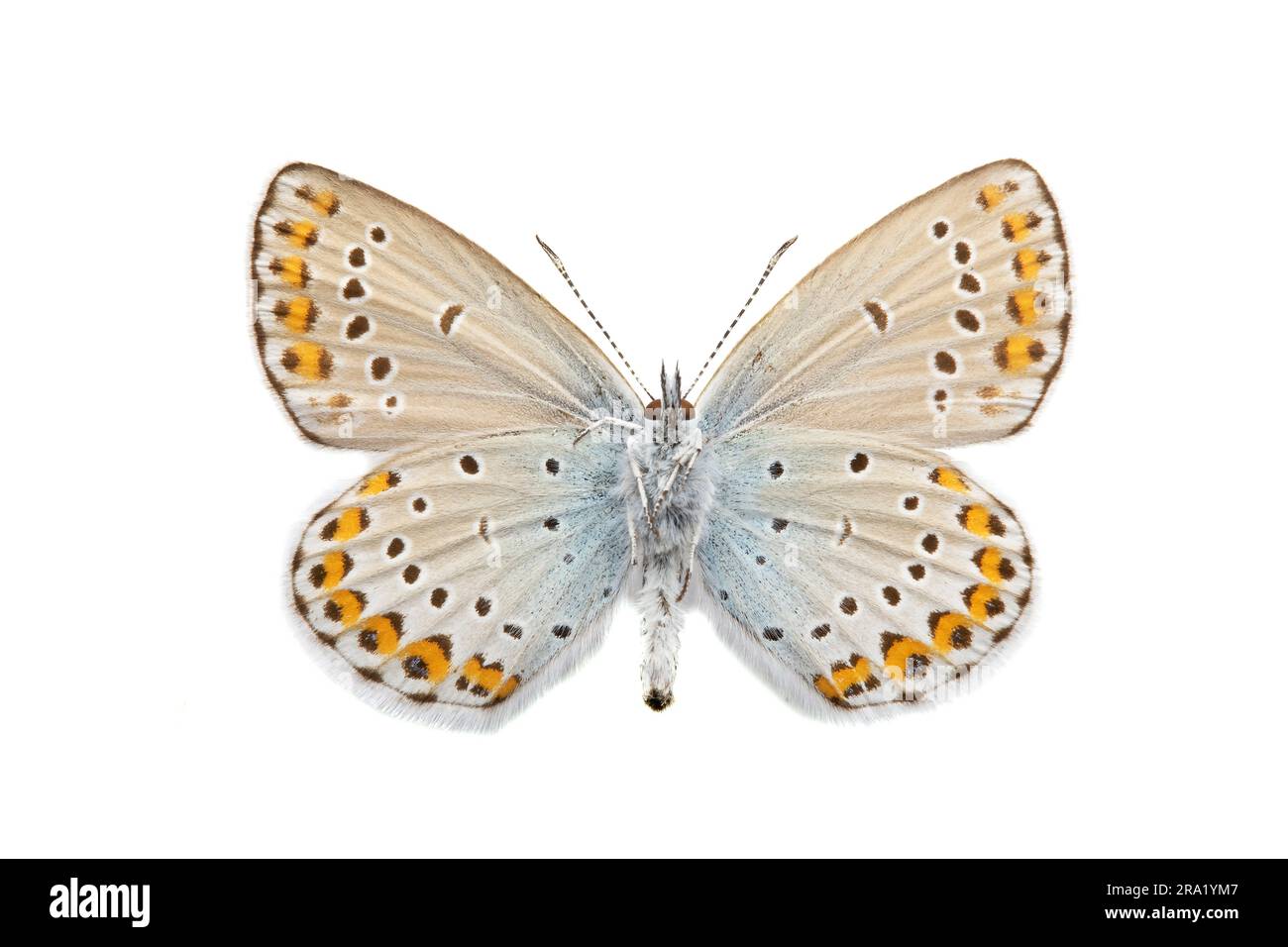 Reverdin's blue (Plebejus argyrognomon, Plebeius argyrognomon), male ...