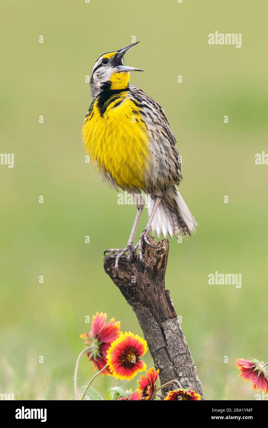Eastern meadowlark (Sturnella magna), adult singing male in breeding ...